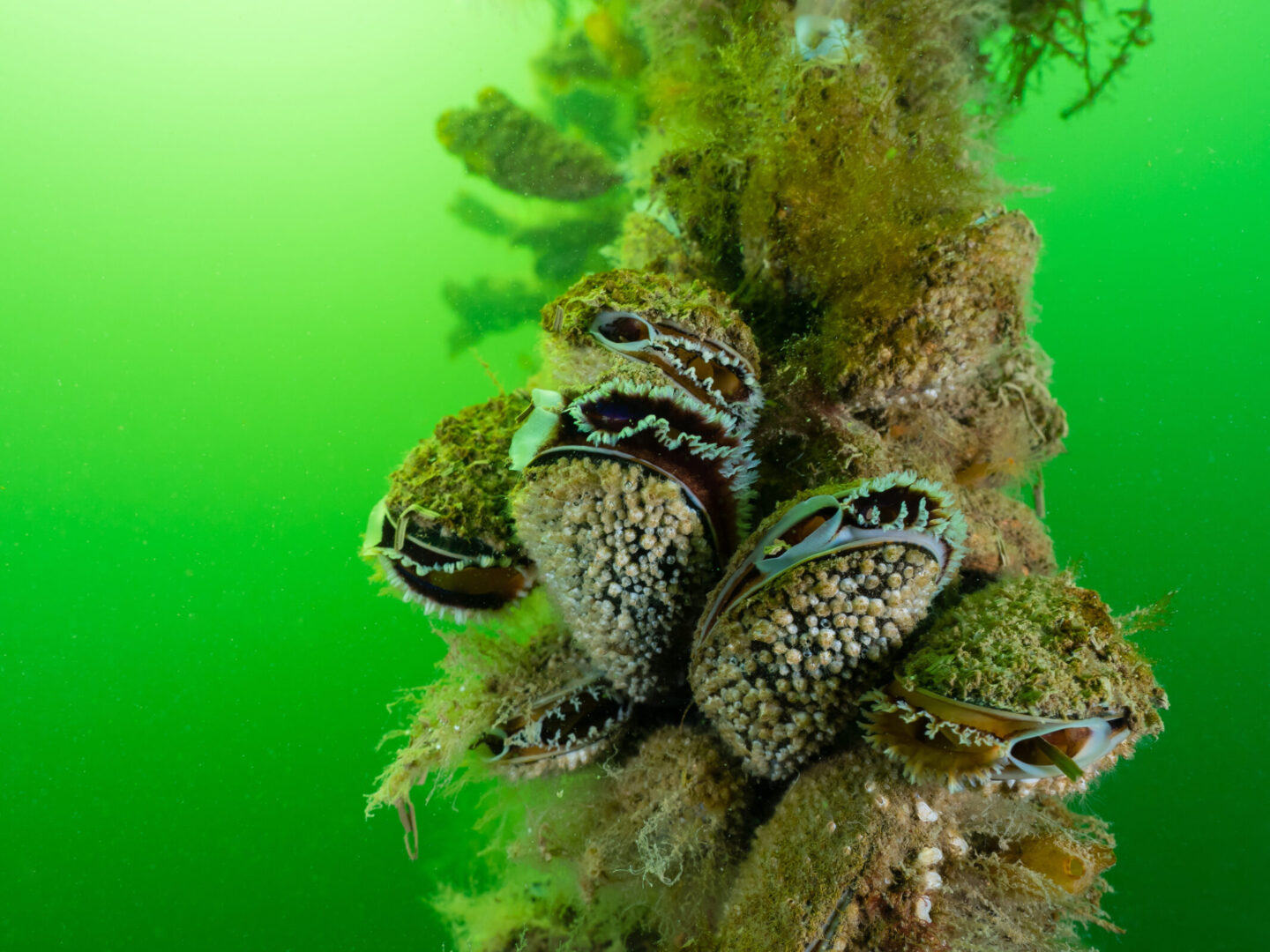 Oesters rapen in Nationaal Park Oosterschelde