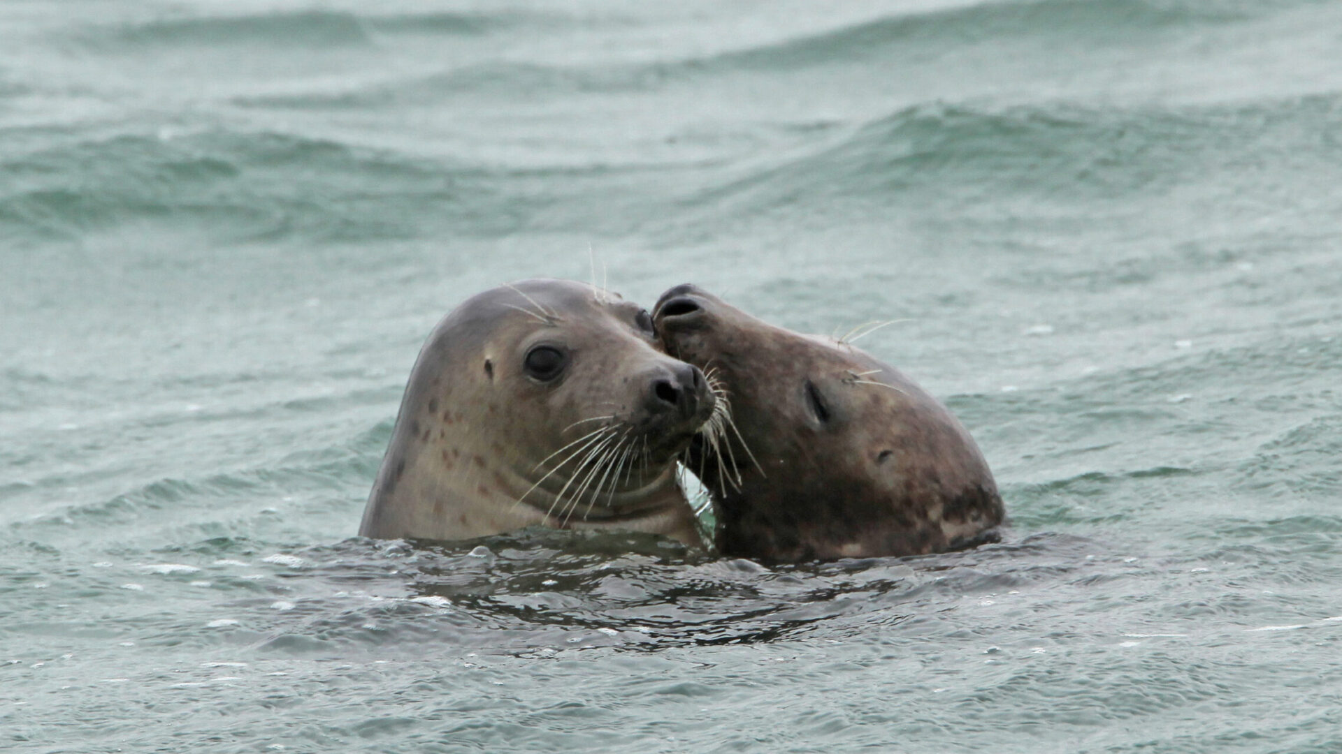 Leven onder water - Nationaal Park Oosterschelde