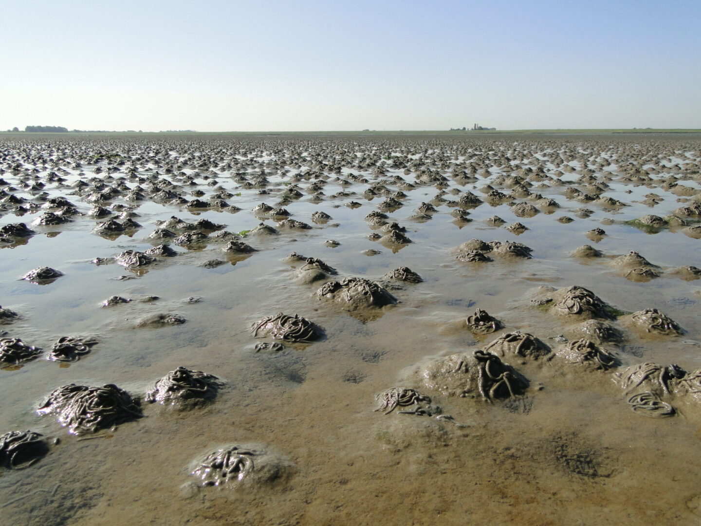 Getij - Nationaal Park Oosterschelde