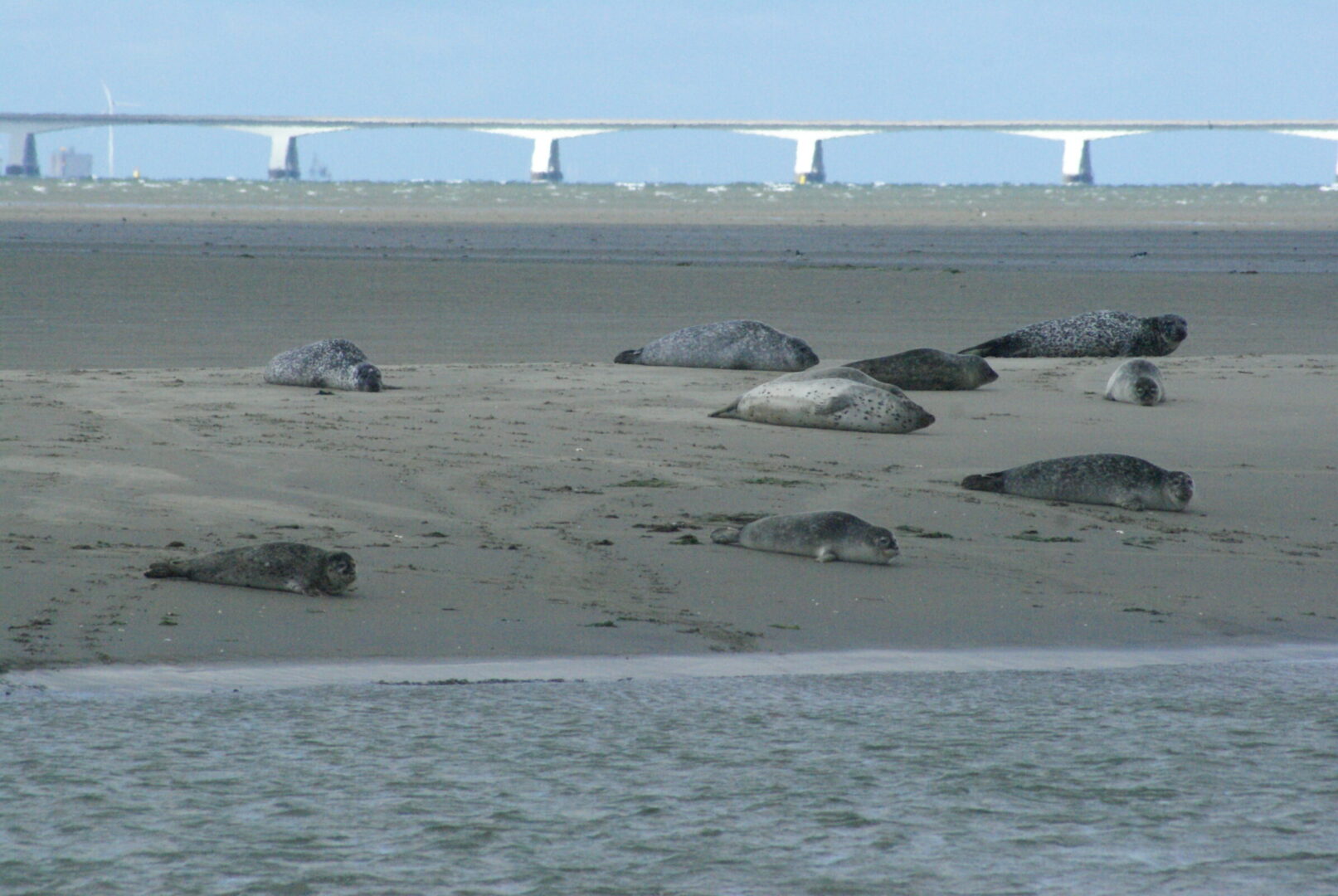 Seal safari - Oosterschelde National Park